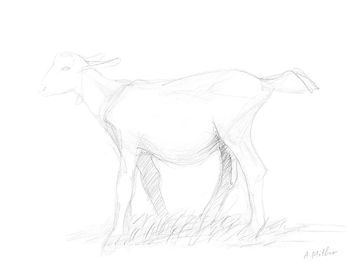 Dessin chèvre portfolio - ALAIN MILBEO
